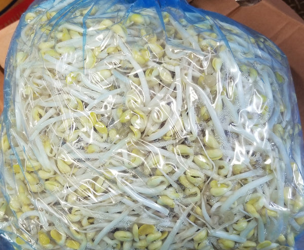 10lb Soy Bean Sprout (Kongnamul)-콩나물 – ajufood